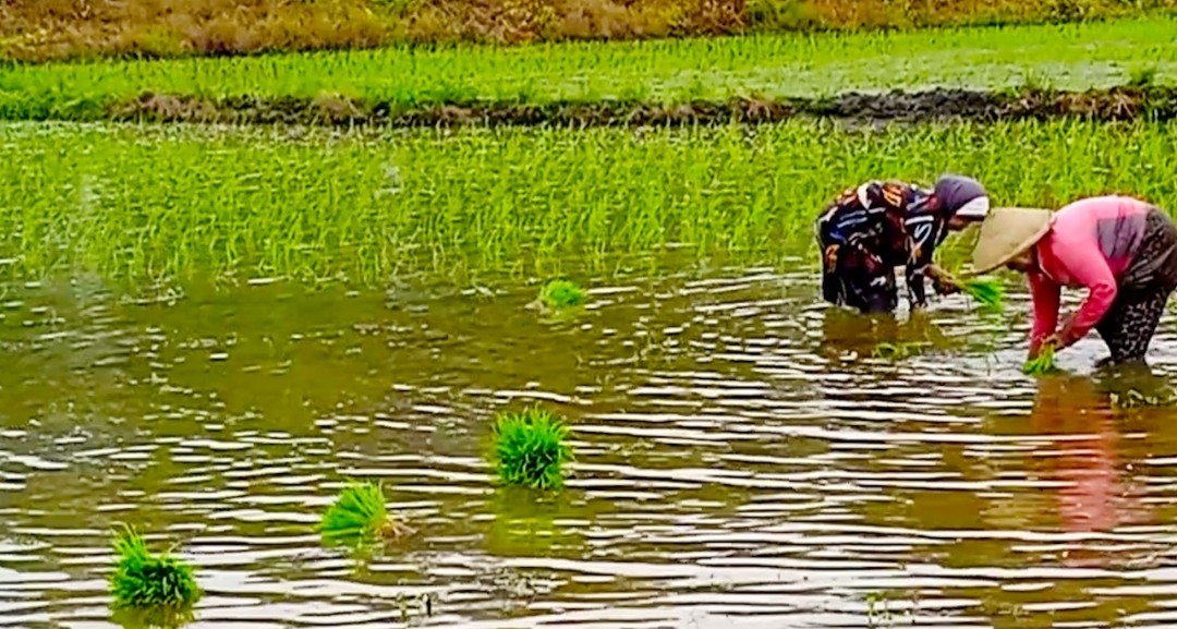 Video: Tingkatkan Indeks Potensi Sawah Tadah Hujan di Buton Utara ...
